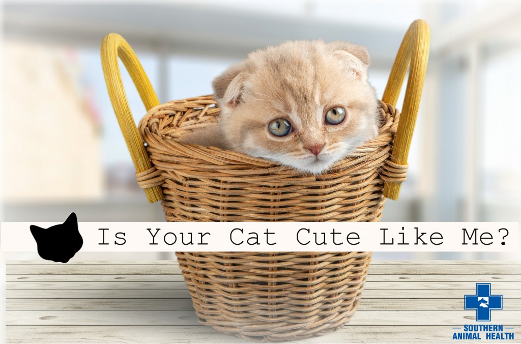 Kitten_Cute Cat Comp - Southern Animal Health