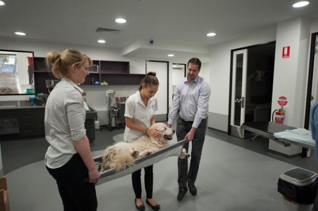Our Clinic Gallery - Southern Animal Health