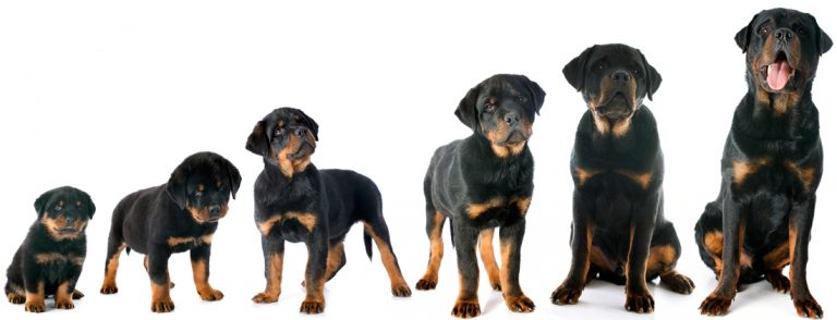 Tibial Plateau Levelling Osteotomy (TPLO) - Southern Animal Health