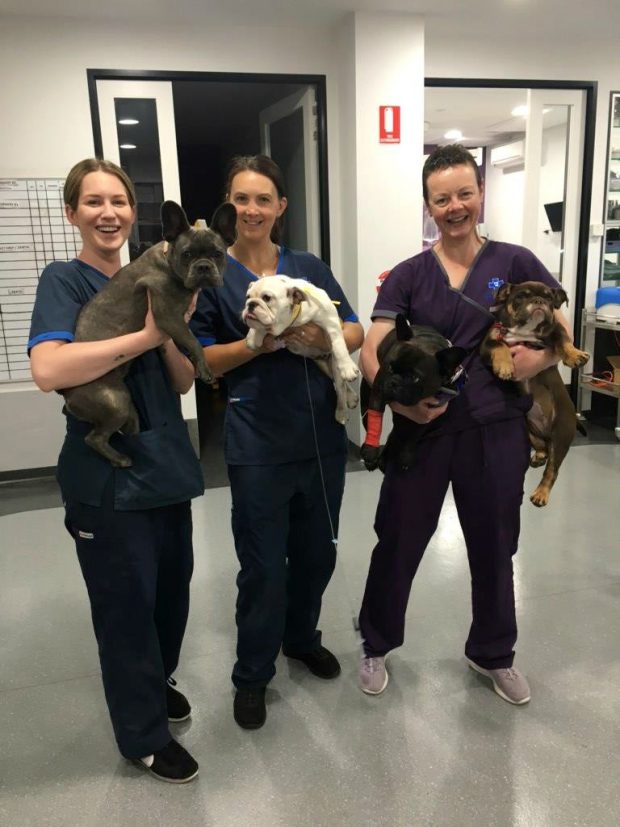 Bulldog Thursday at SAH - Southern Animal Health