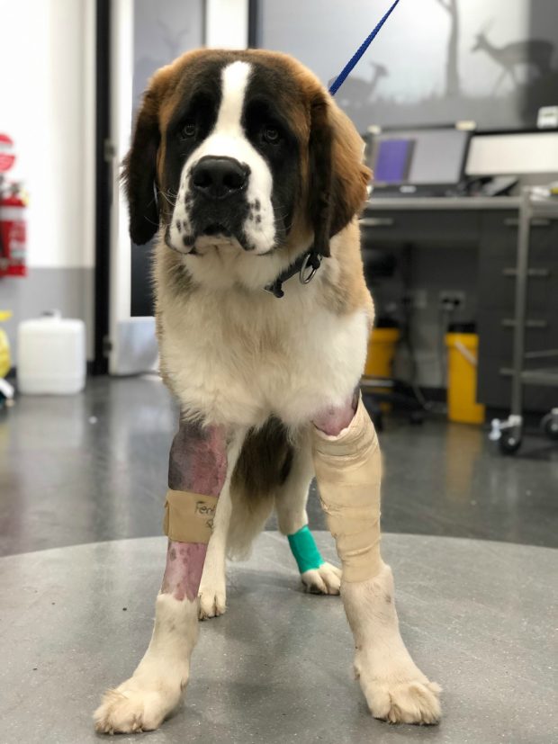 Leo's Front Leg Lameness - Southern Animal Health