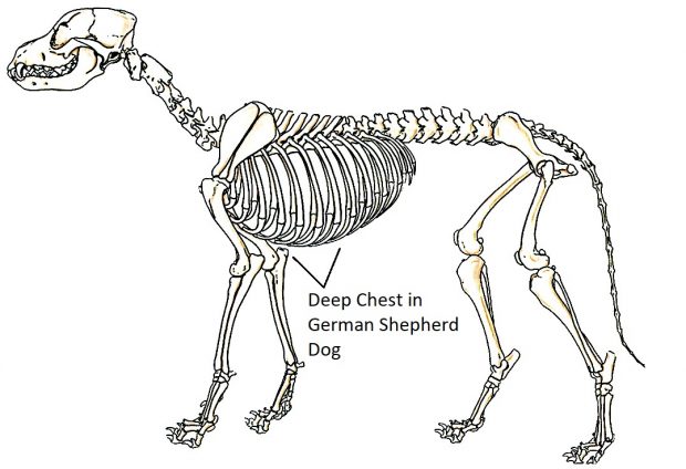 Frank's Lifesaving GDV Surgery - Southern Animal Health