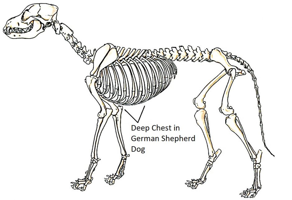 Frank's Lifesaving GDV Surgery - Southern Animal Health