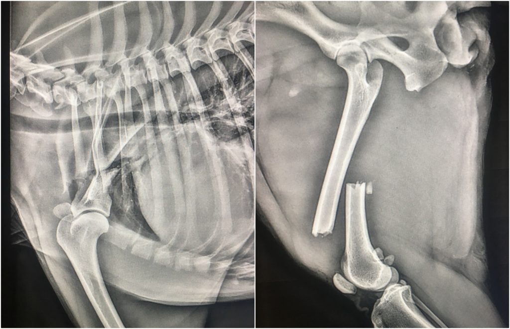 Ishtar's Xrays of Fractures - Southern Animal Health