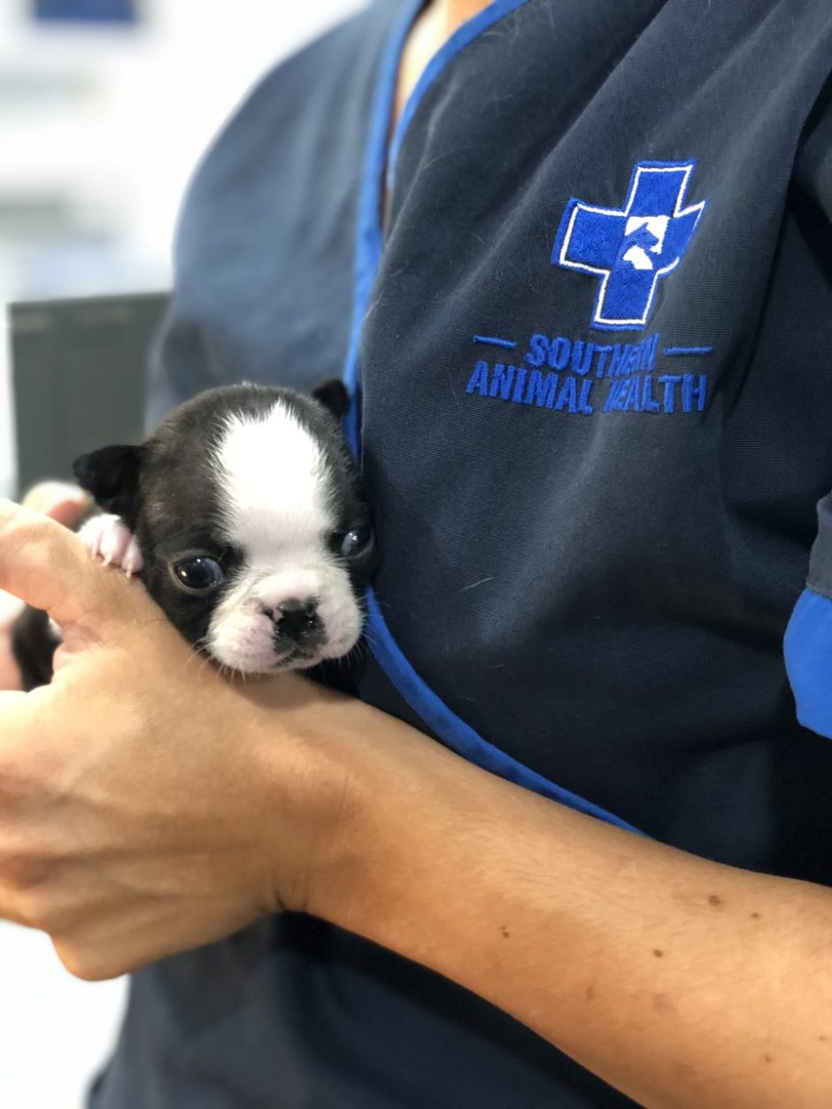 The Veterinary Shortage & What it Means for You & Your Pet - Southern ...