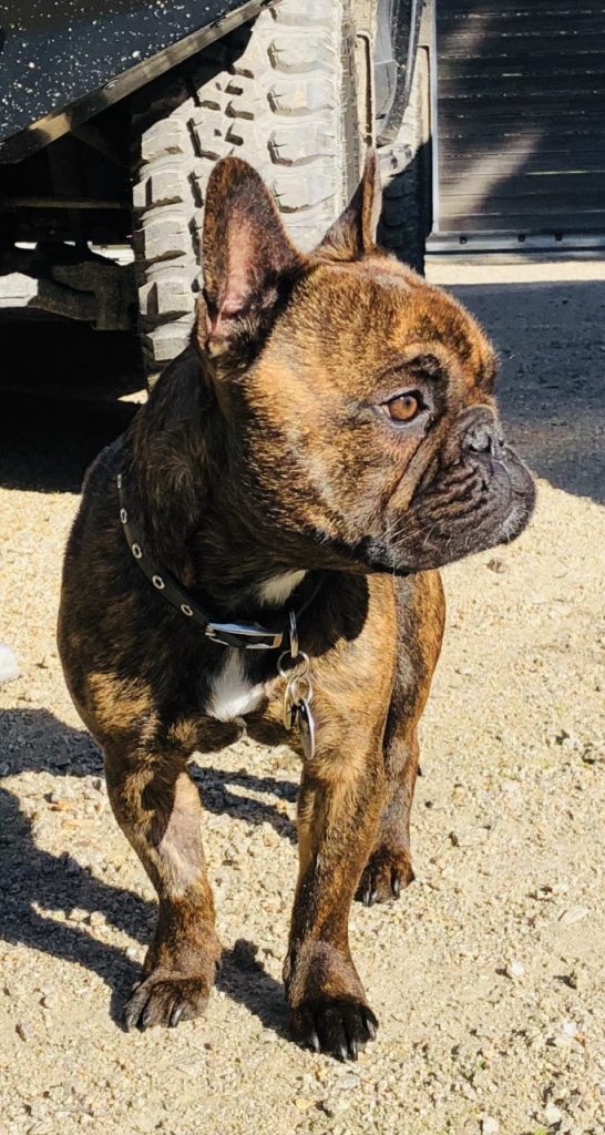 Trevor the Two Year Old Frenchie - Southern Animal Health