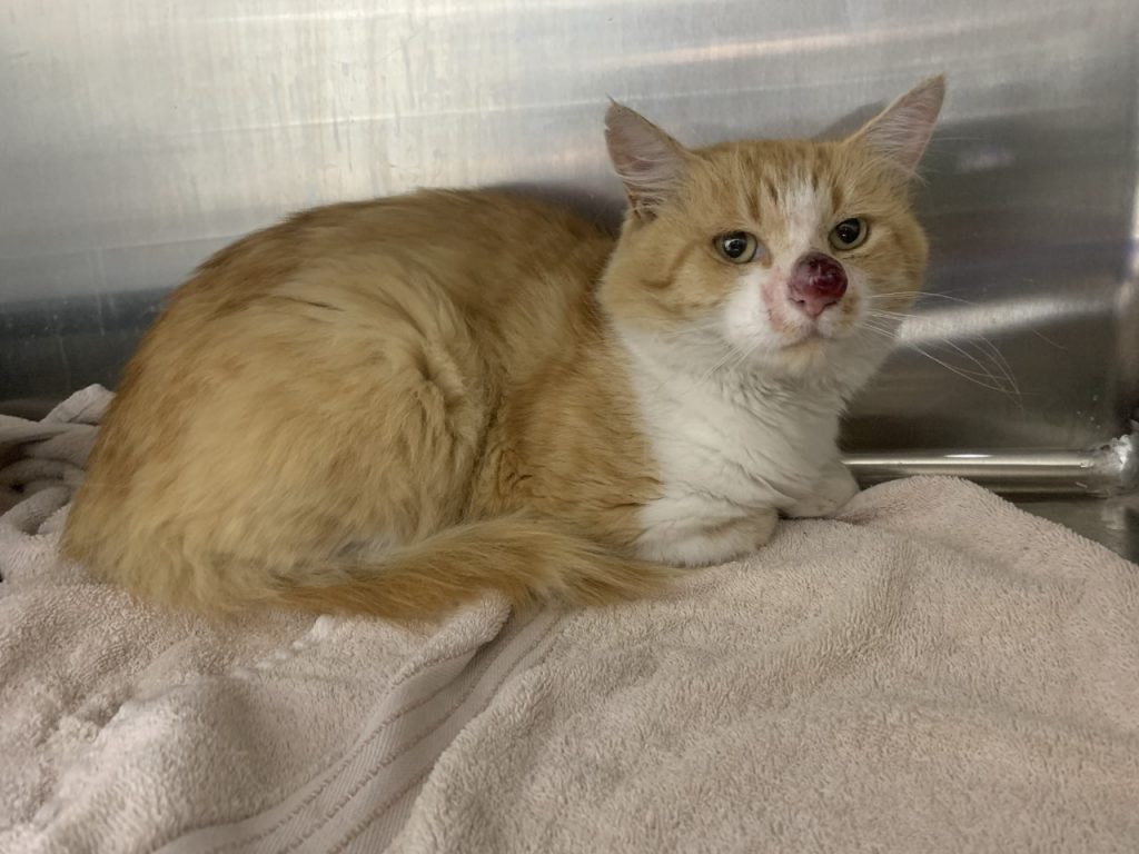 Found: DMH Cat in Dingley - Southern Animal Health