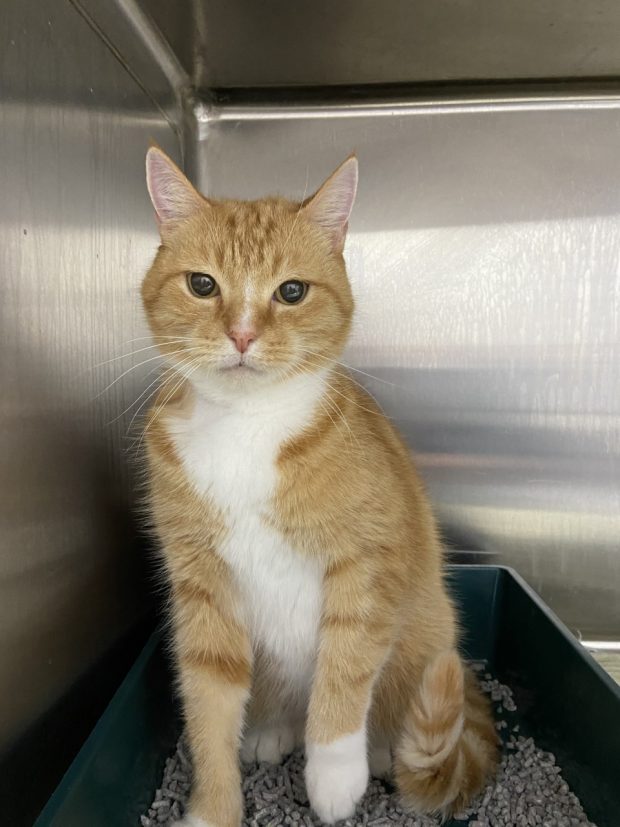 Found: DSH Cat in Bentleigh - Southern Animal Health