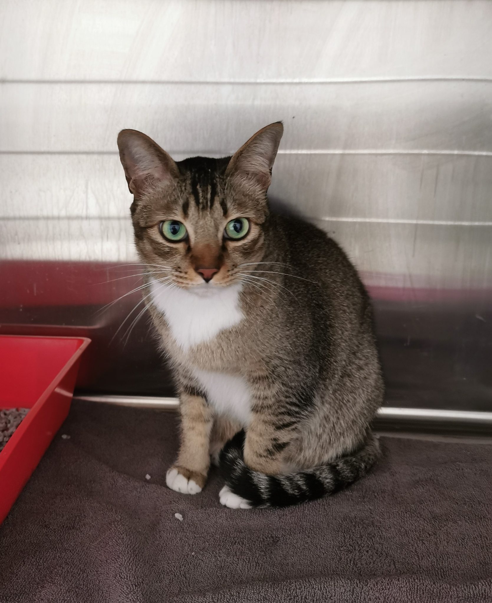 Found: DSH Cat in Hampton - Southern Animal Health