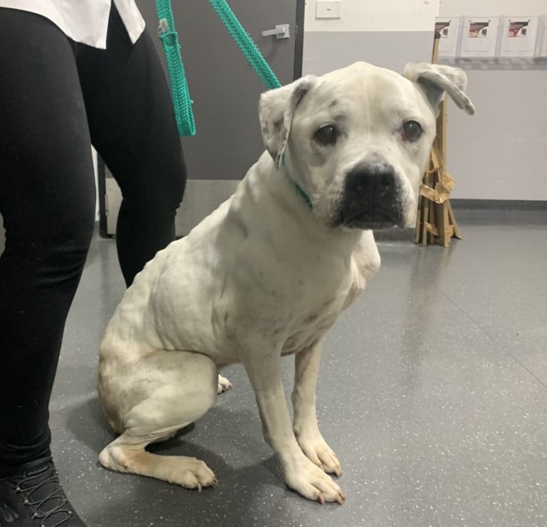 Found: American Bulldog in Hampton East - Southern Animal Health
