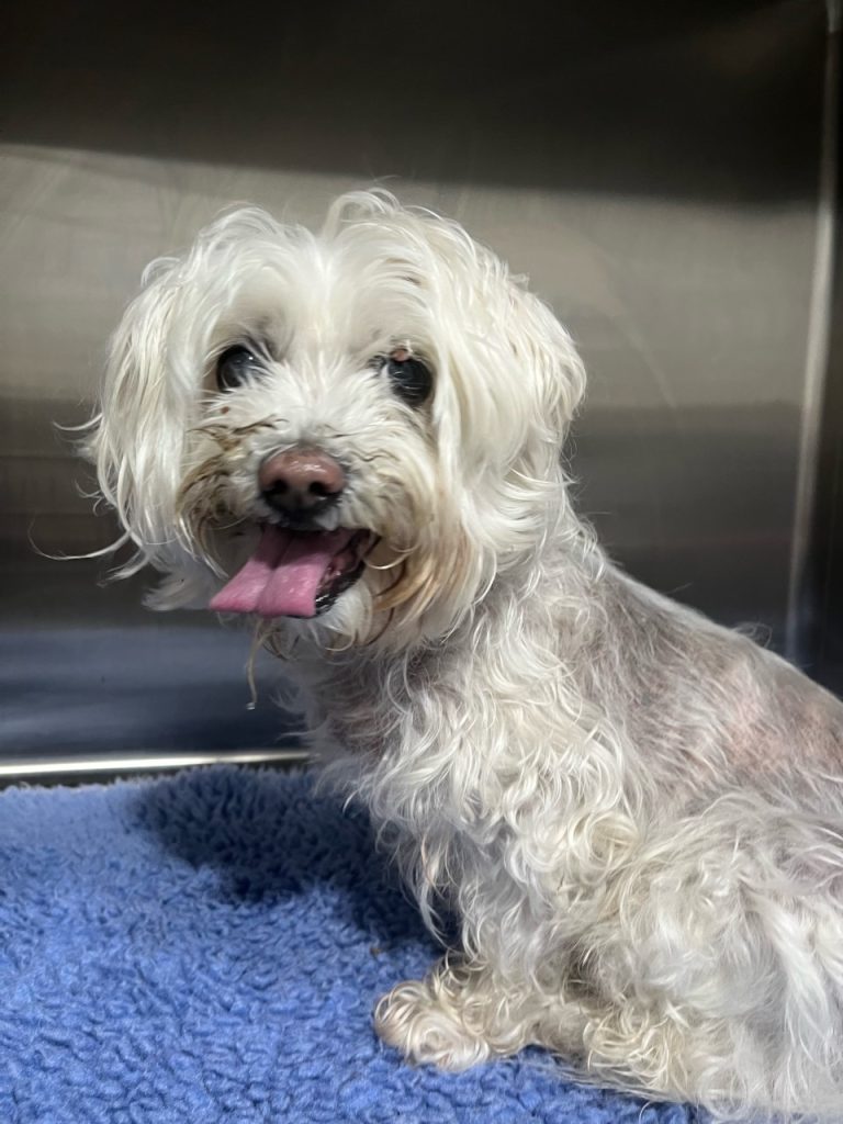 Found: Maltese Cross in Beaumaris - Southern Animal Health