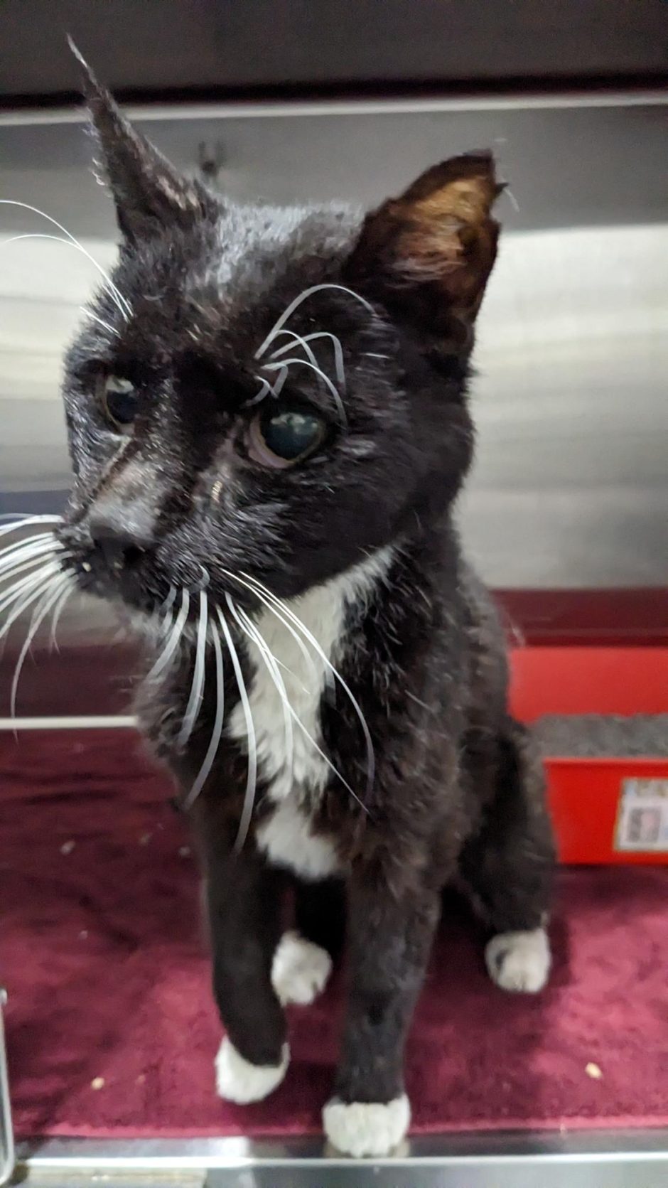 Found: DSH Cat in Parkdale - Southern Animal Health