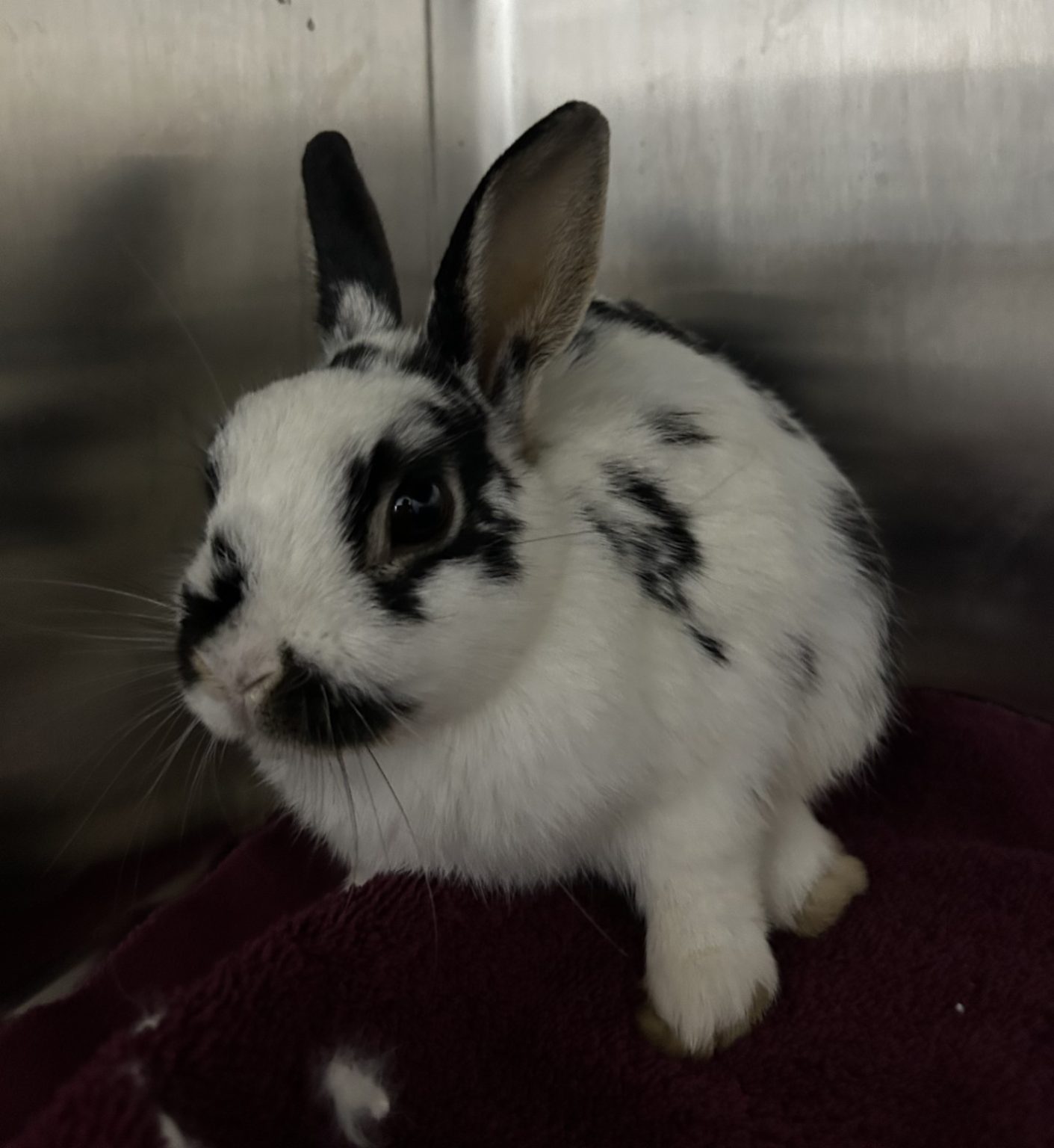Found: Dwarf Rabbit in Aspendale - Southern Animal Health