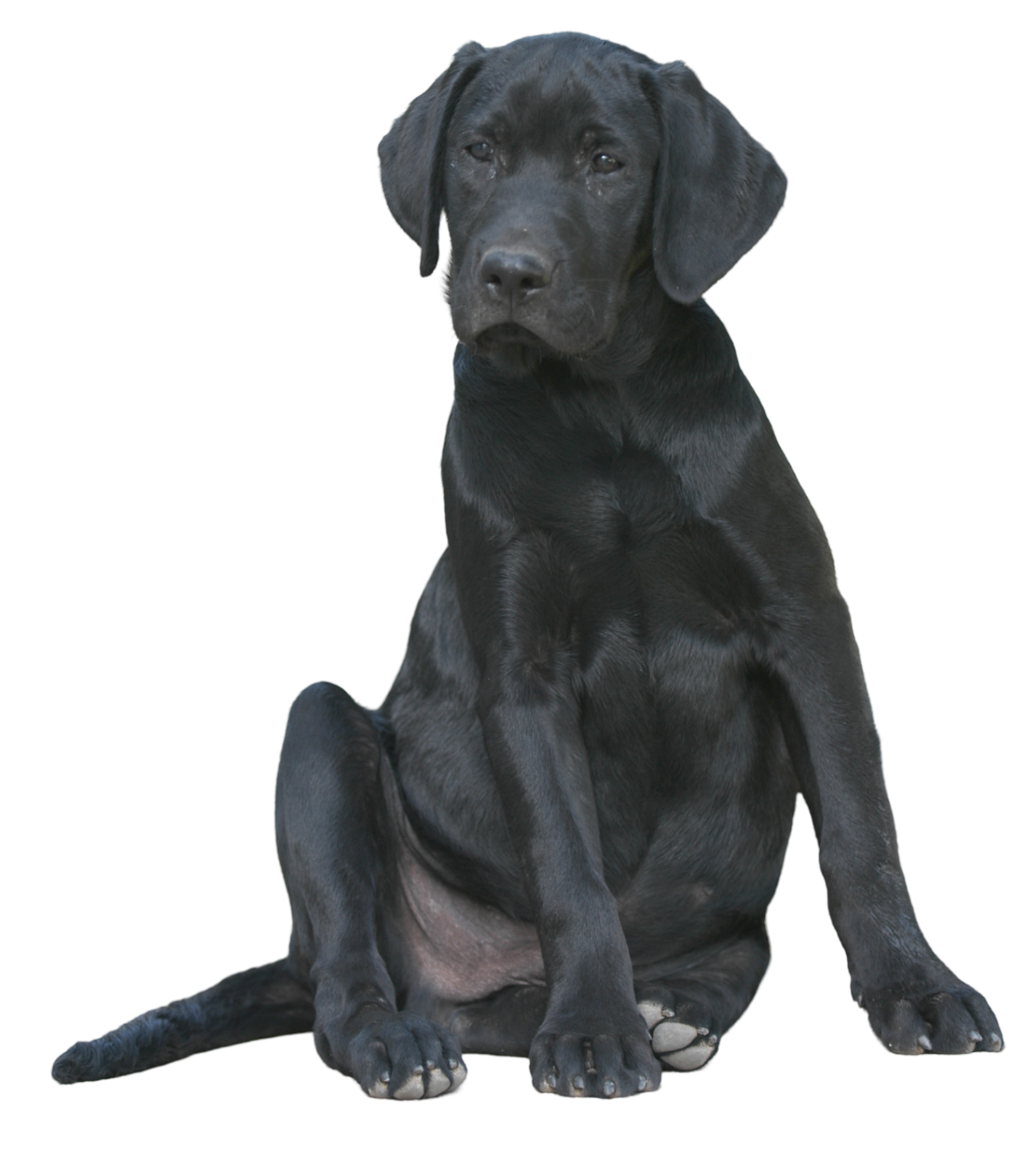 Juvenile Pubic Symphysiodesis (JPS) - Southern Animal Health