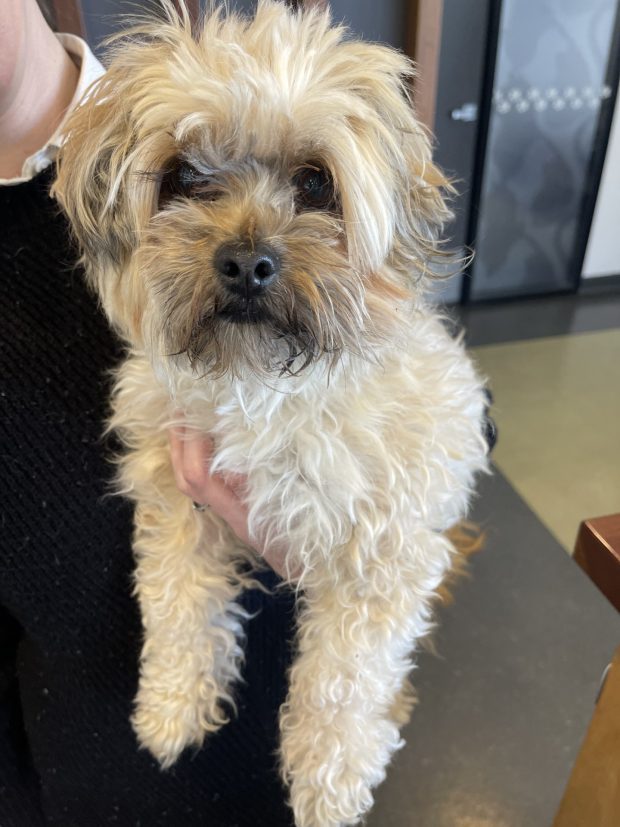 Found: Maltese Cross Dog in Edithvale - Southern Animal Health